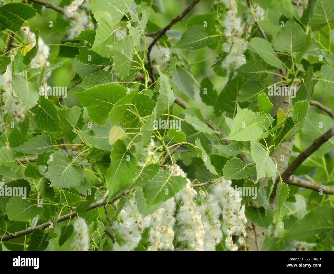 Eastern Cottonwood (Populus deltoides Stock Photo - Alamy