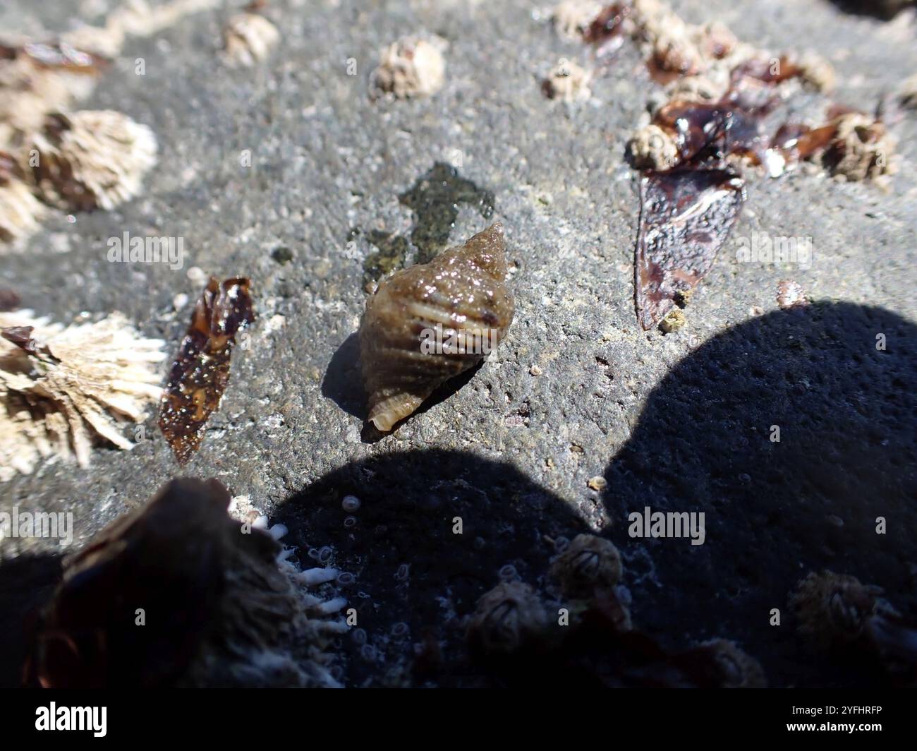 Channeled Dog Winkle (Nucella canaliculata Stock Photo - Alamy