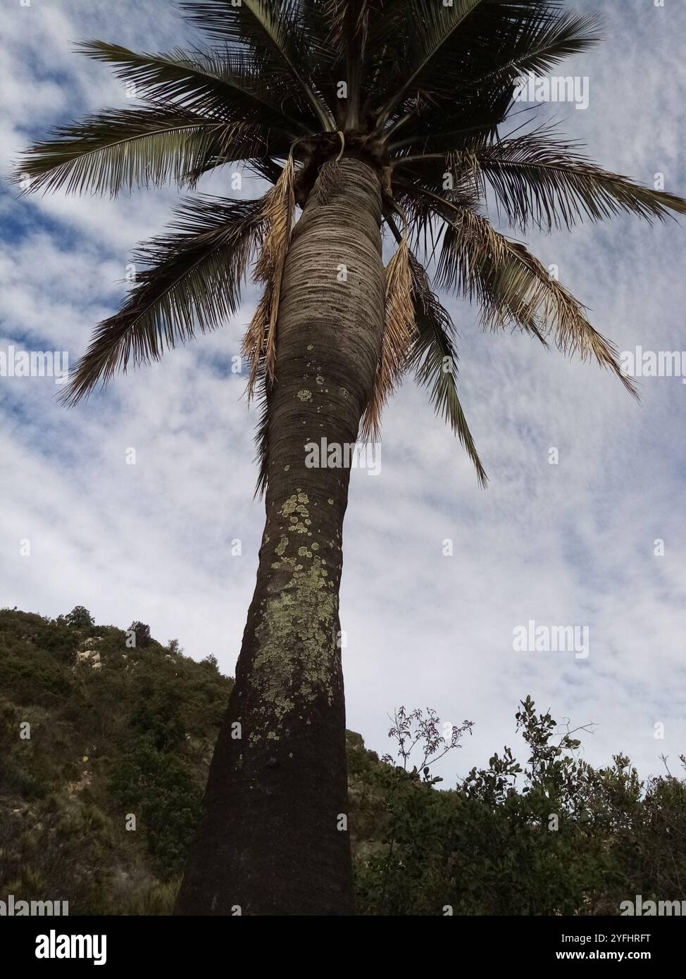 Jubaea chilensis hi-res stock photography and images - Alamy