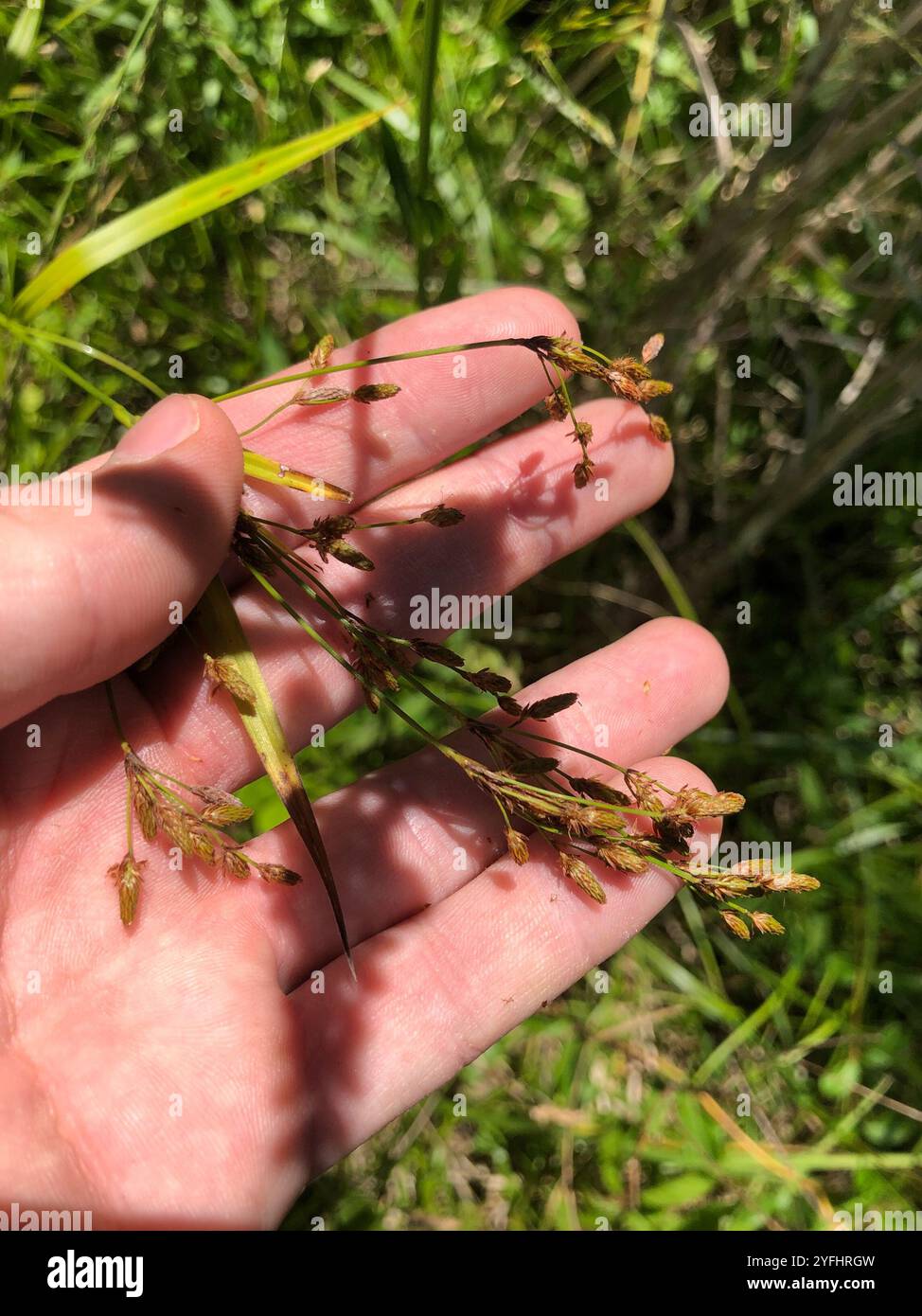 nodding bulrush (Scirpus pendulus Stock Photo - Alamy