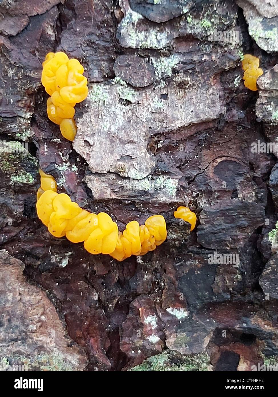 Higher basidiomycetes hi-res stock photography and images - Alamy
