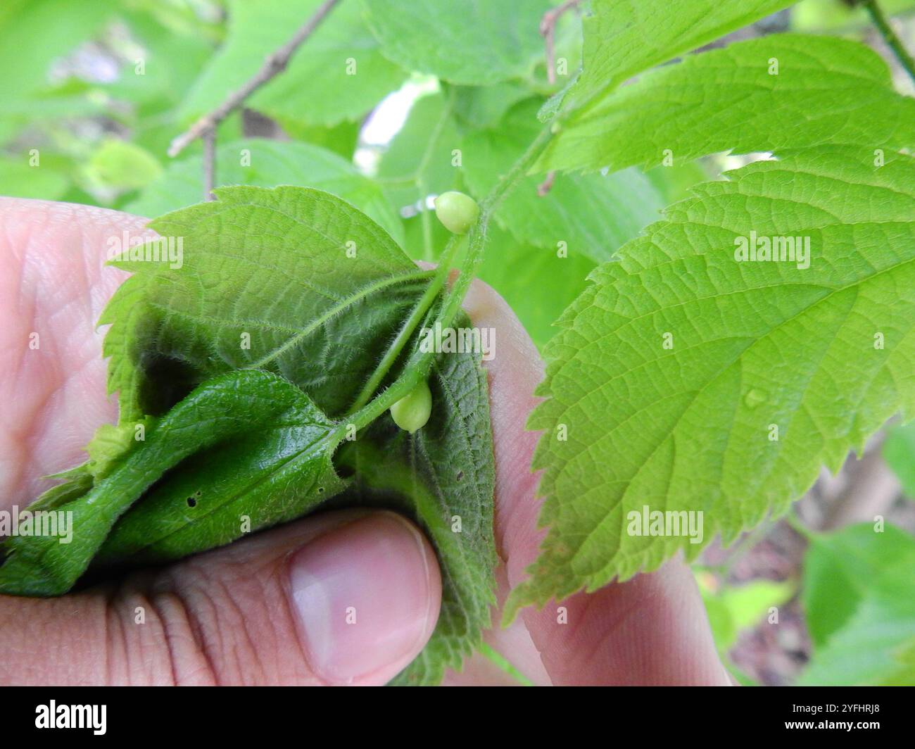 Hackberry Aggregate Gall Midge (Celticecis connata Stock Photo - Alamy