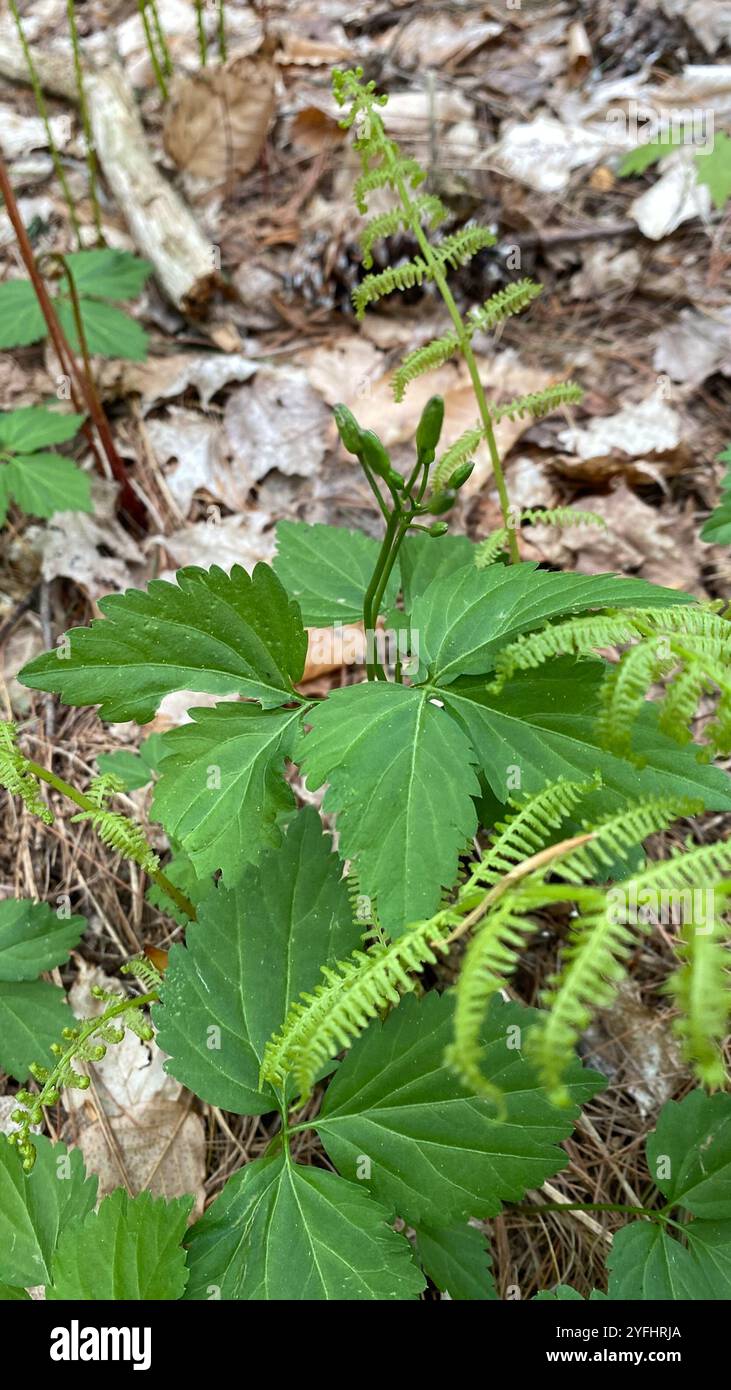 Two-leaved Toothwort (Cardamine diphylla Stock Photo - Alamy