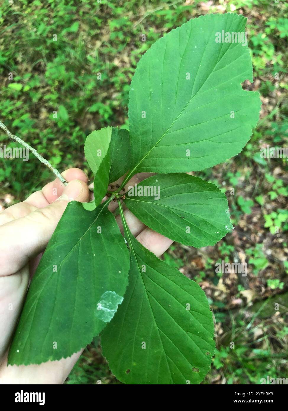 Pear Hawthorn (Crataegus calpodendron Stock Photo - Alamy