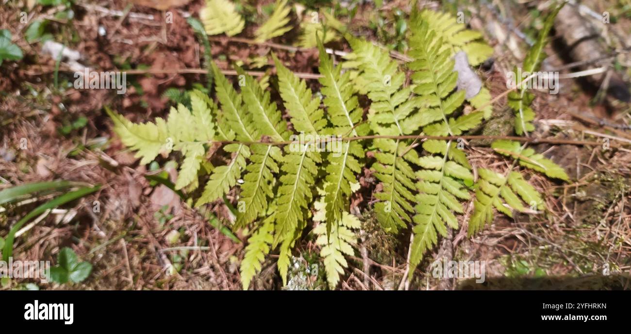 spinulose wood fern (Dryopteris carthusiana Stock Photo - Alamy