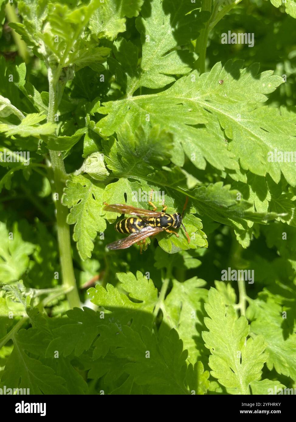 European Paper Wasp (Polistes dominula Stock Photo - Alamy
