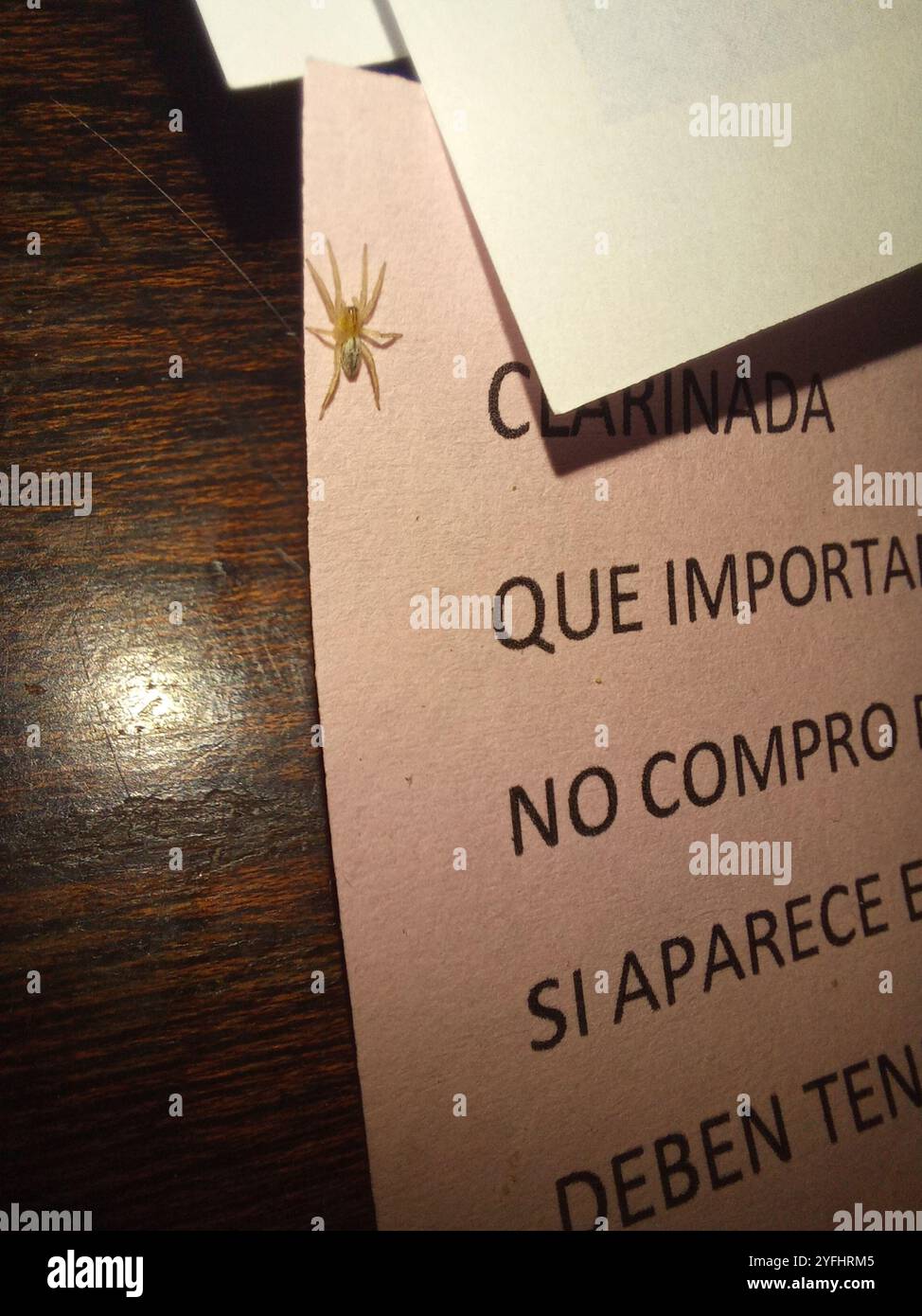 Ghost Spiders (Anyphaenidae Stock Photo - Alamy