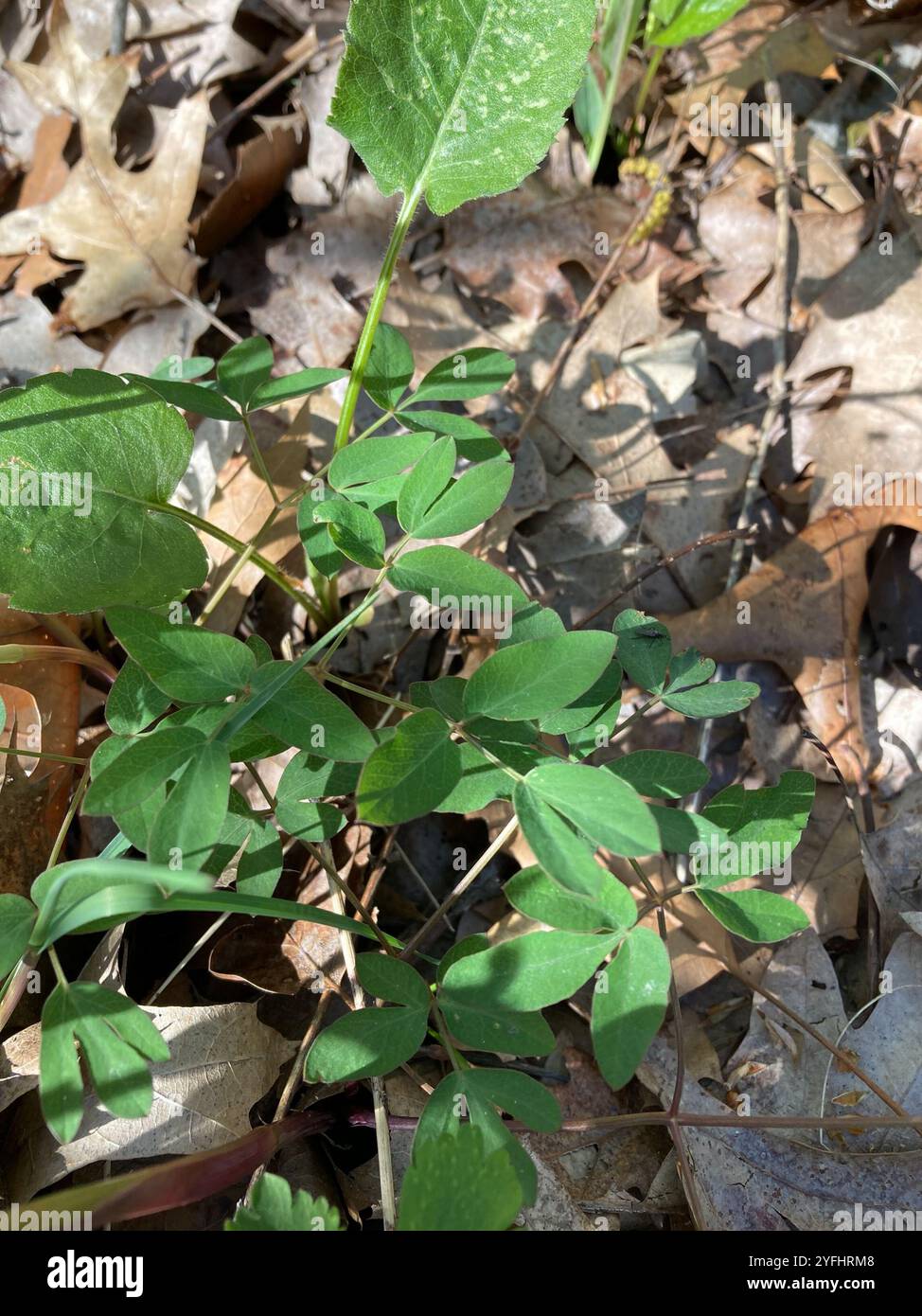 yellow pimpernel (Taenidia integerrima Stock Photo - Alamy