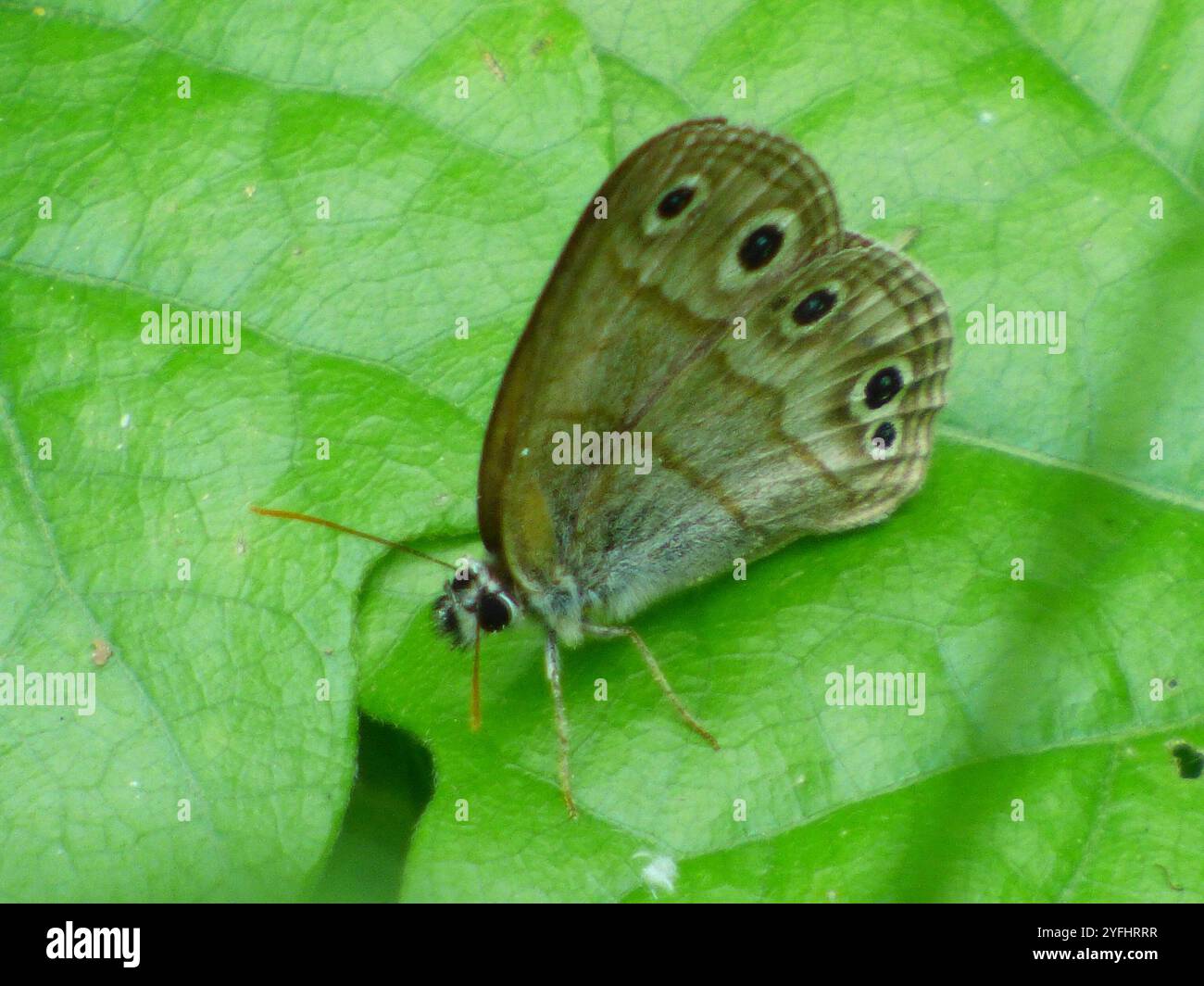 Little Wood Satyr (Megisto cymela Stock Photo - Alamy