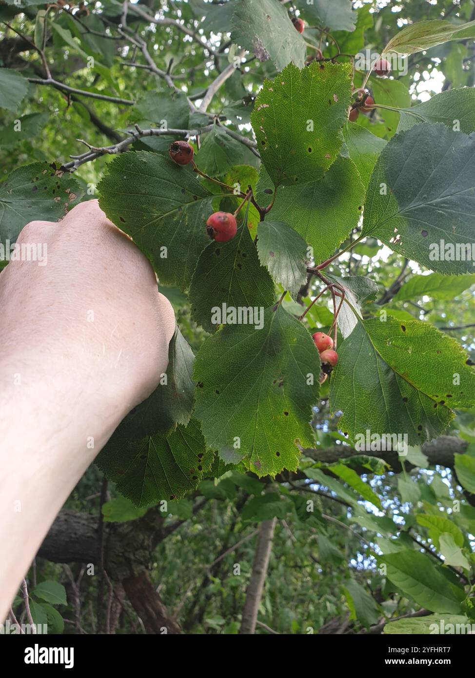 Large-thorn hawthorn (Crataegus macracantha Stock Photo - Alamy
