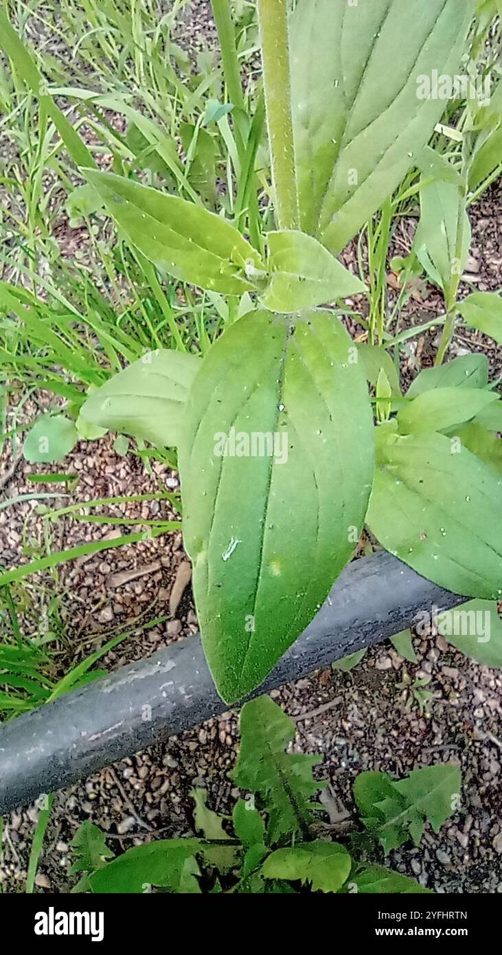 evening lychnis (Silene latifolia alba Stock Photo - Alamy