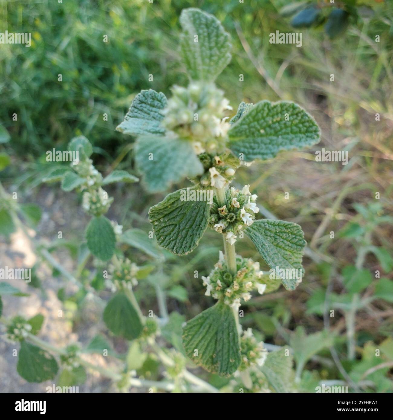 White Horehound (Marrubium vulgare Stock Photo - Alamy