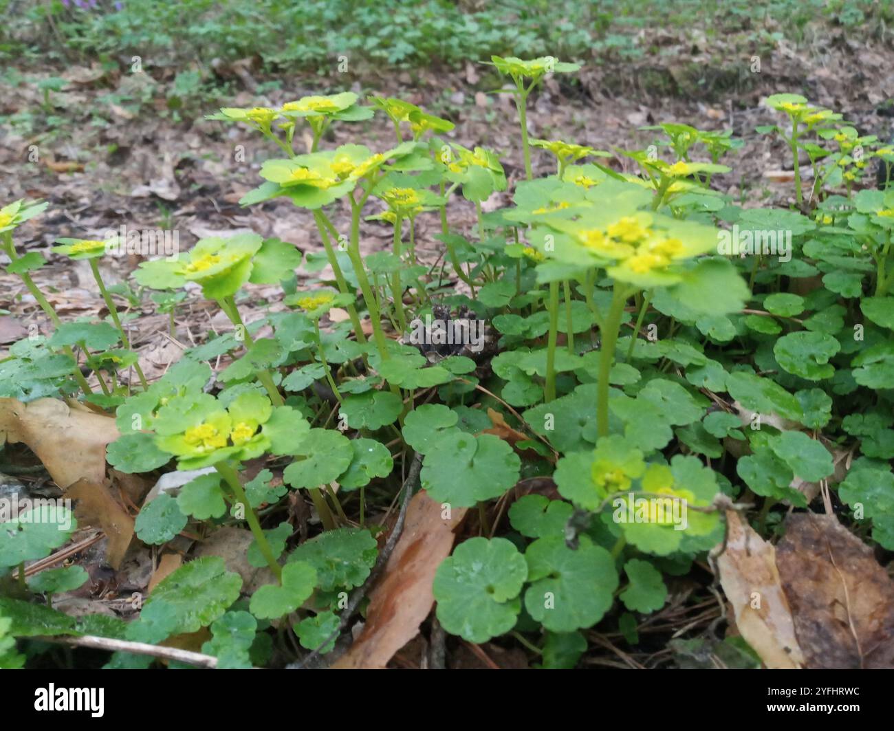 Alternate-leaved Golden Saxifrage (Chrysosplenium alternifolium Stock ...