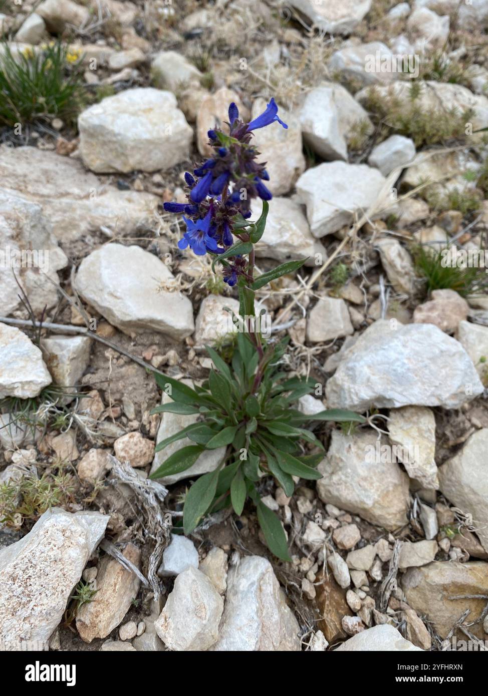 Low Beardtongue (Penstemon humilis Stock Photo - Alamy