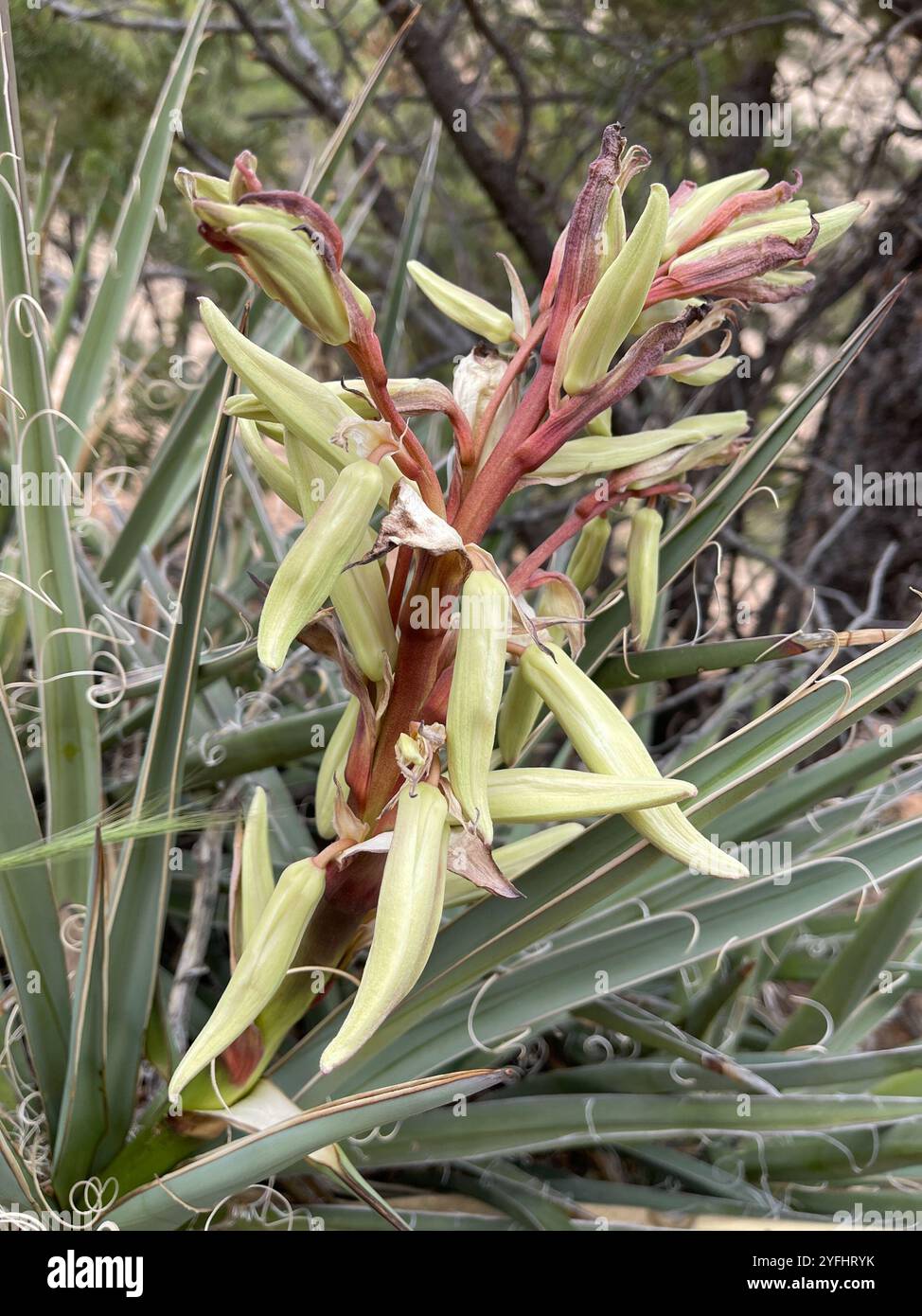 Banana Yucca (Yucca baccata Stock Photo - Alamy