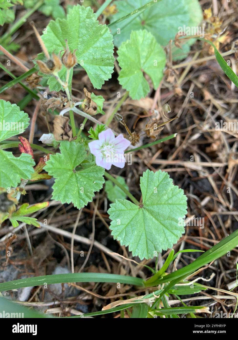 dwarf mallow (Malva neglecta Stock Photo - Alamy