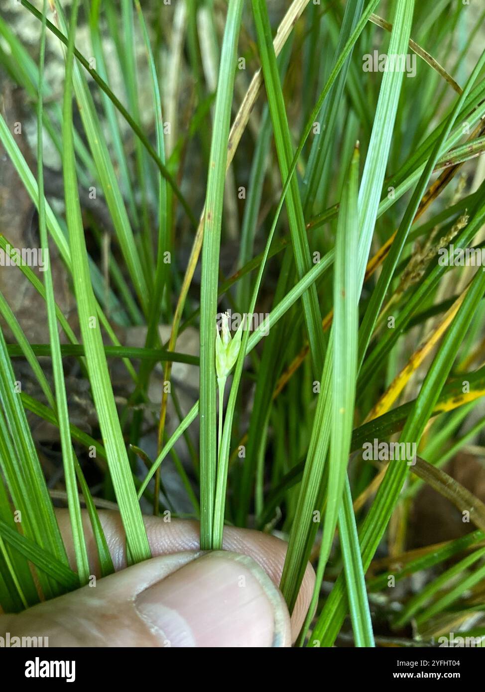 Basal Flower Sedge (Carex basiantha Stock Photo - Alamy