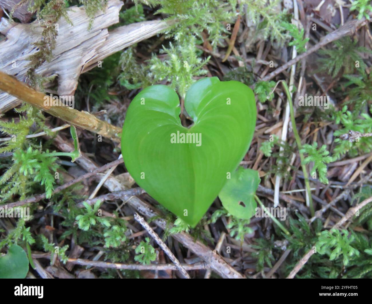 Western Lily of the Valley (Maianthemum dilatatum Stock Photo - Alamy