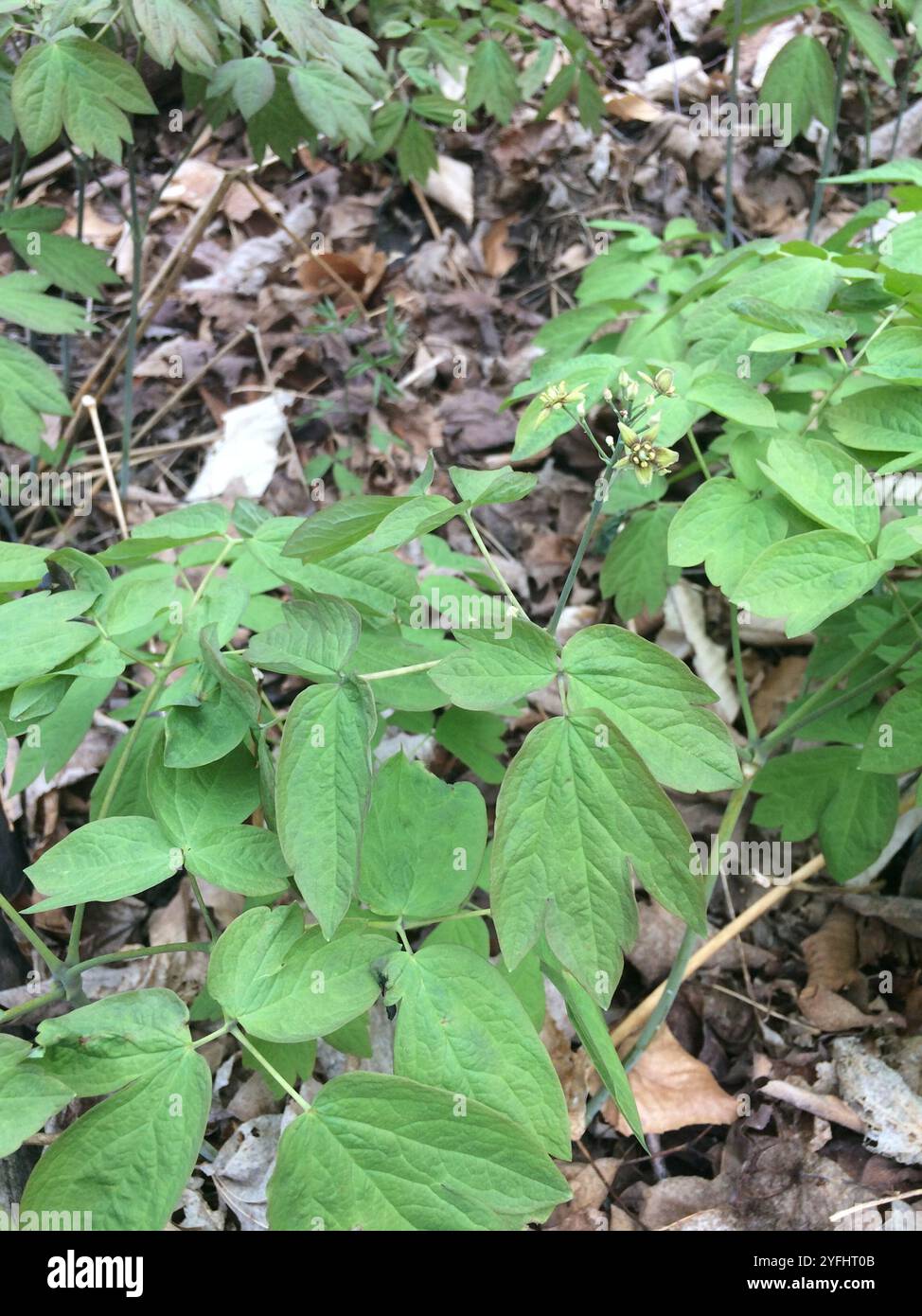 early blue cohosh (Caulophyllum giganteum Stock Photo - Alamy