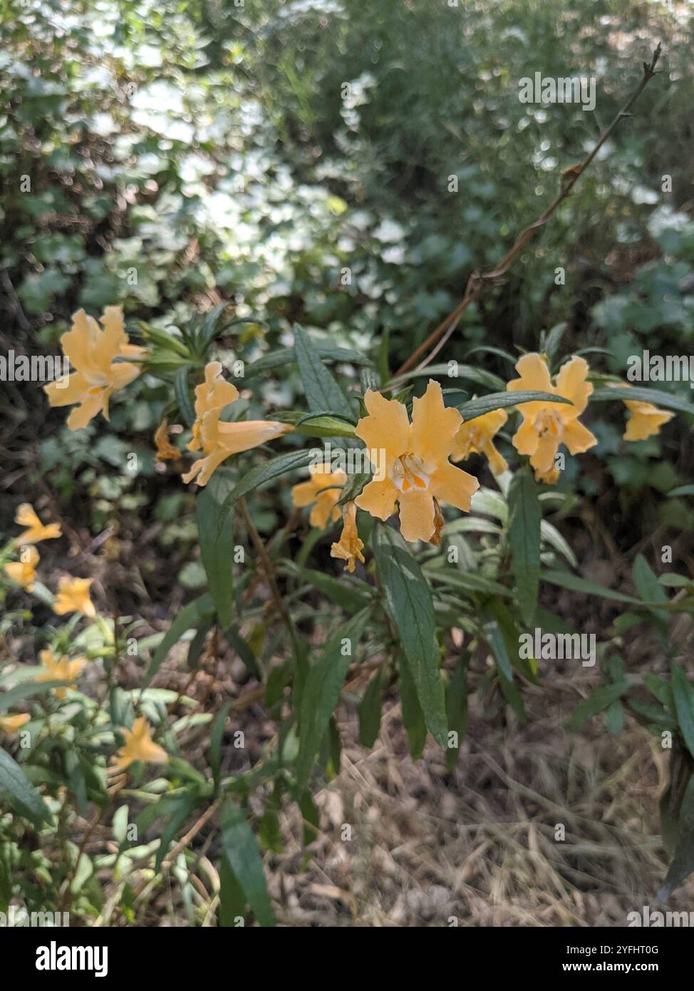 southern bush monkeyflower (Diplacus longiflorus Stock Photo - Alamy