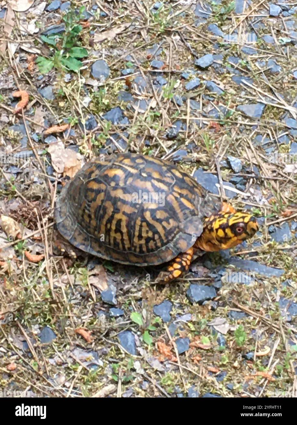 Eastern Box Turtle (Terrapene carolina carolina Stock Photo - Alamy