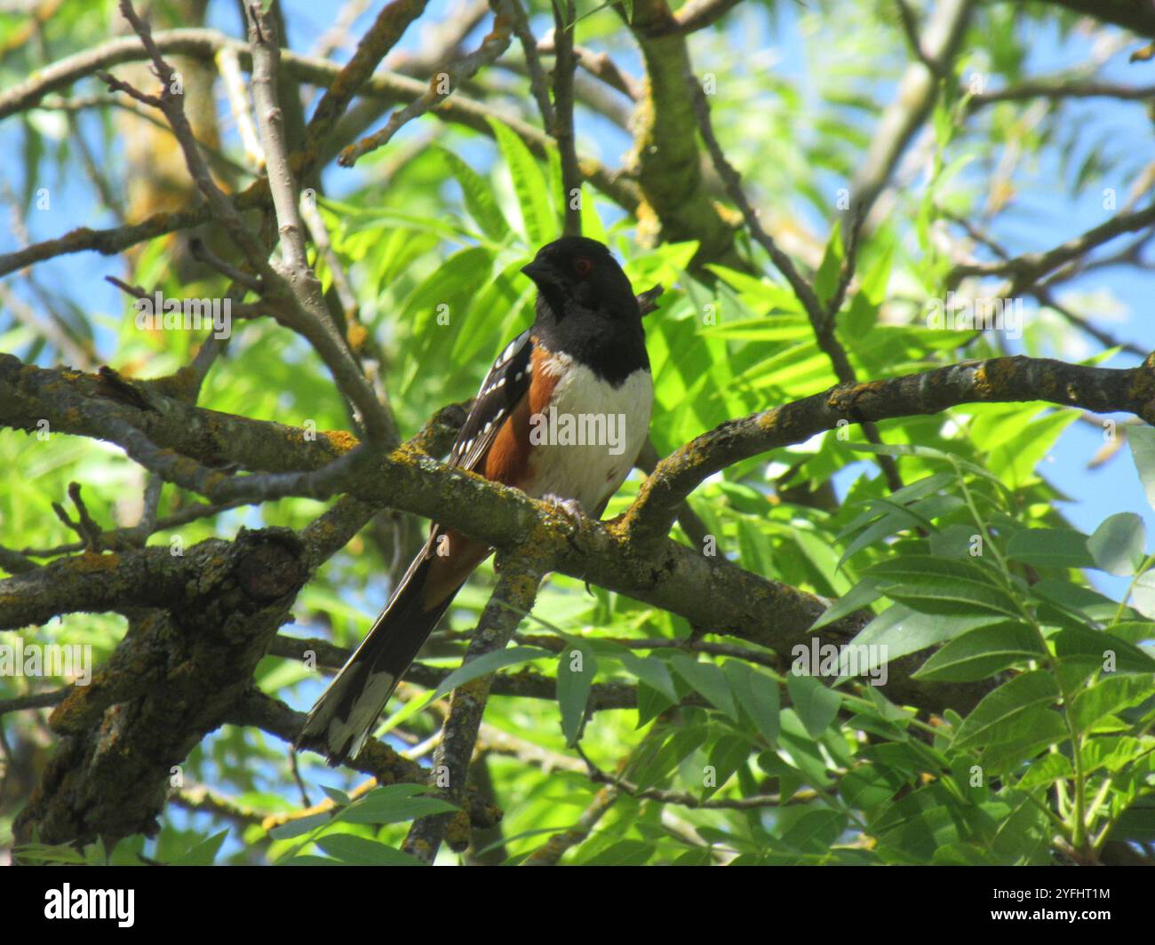 Spotted Towhee (Pipilo maculatus Stock Photo - Alamy