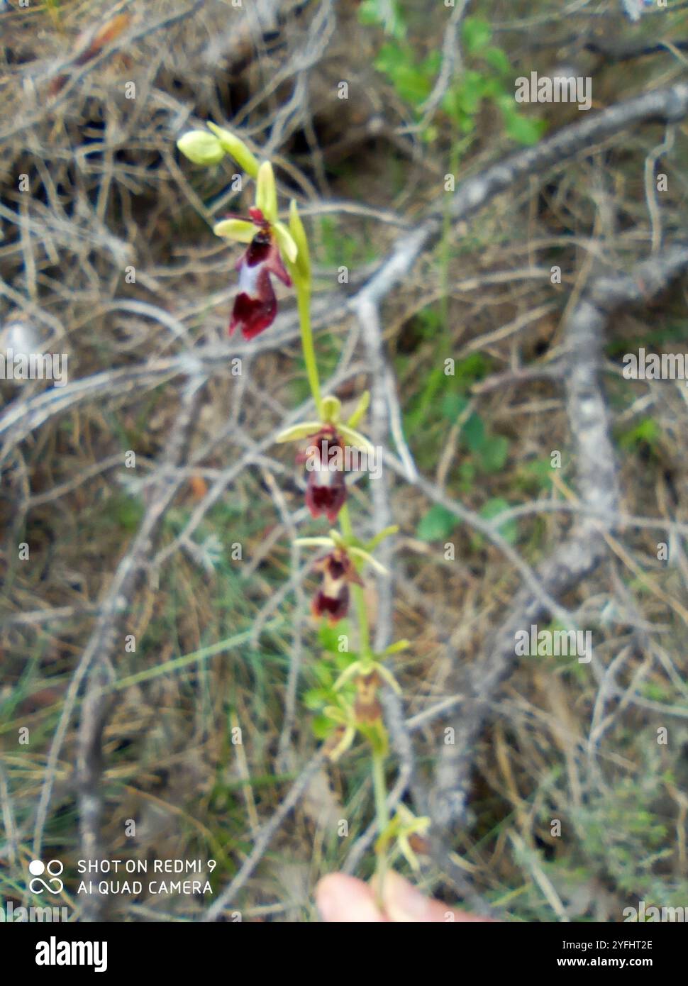 Fly Orchid (Ophrys insectifera Stock Photo - Alamy