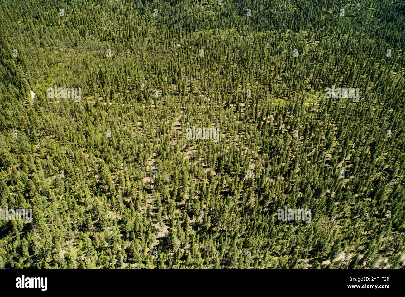 Aerial View of Dense Evergreen Forest Landscape Stock Photo - Alamy
