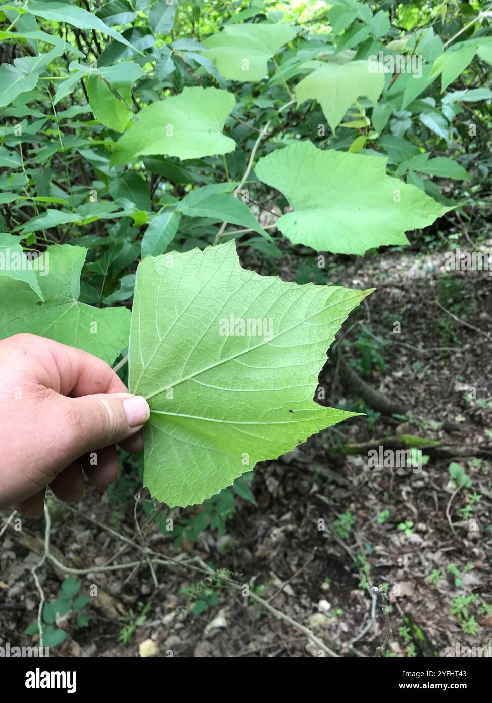 graybark grape (Vitis cinerea Stock Photo - Alamy