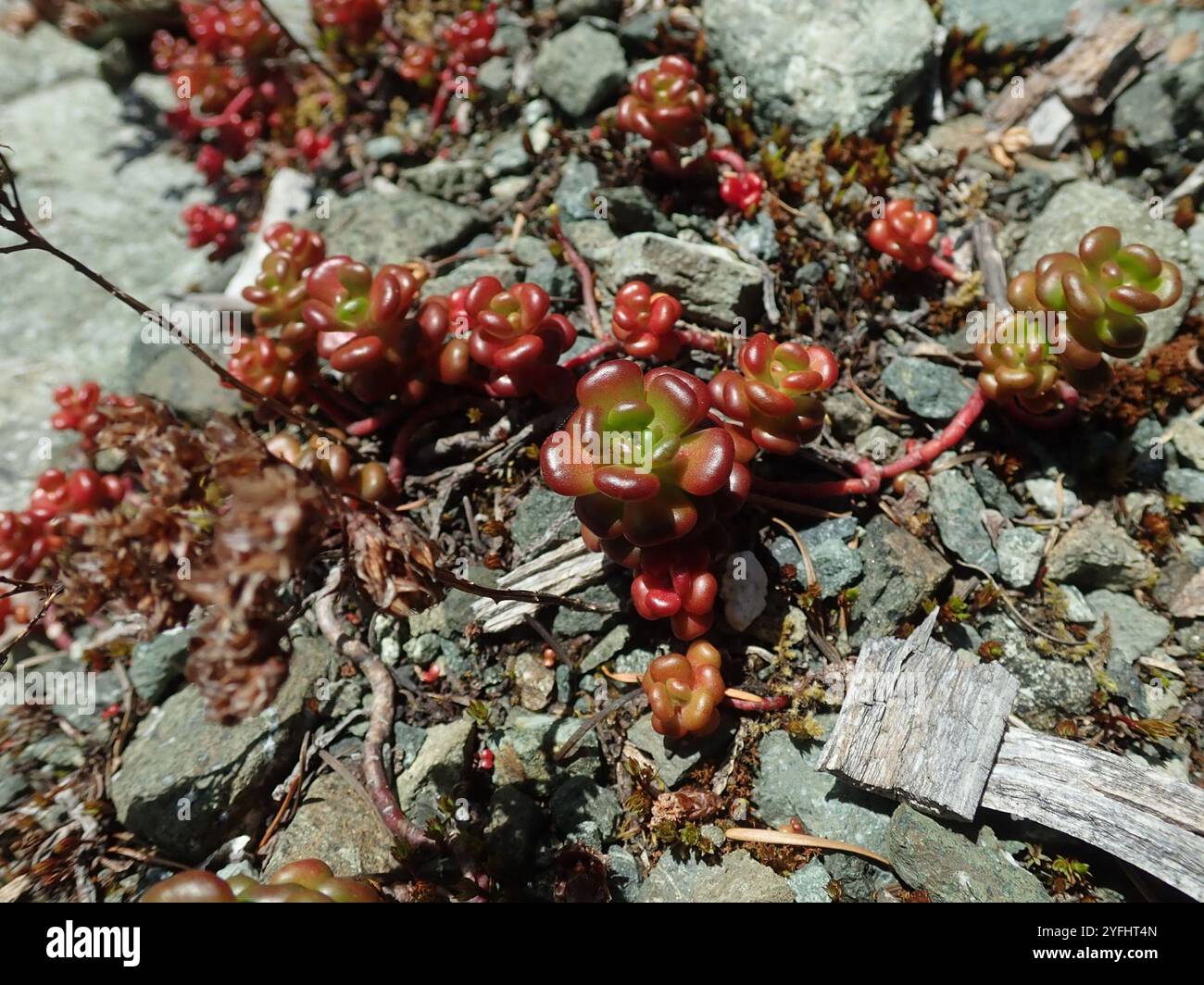 Oregon Stonecrop (Sedum oreganum Stock Photo - Alamy
