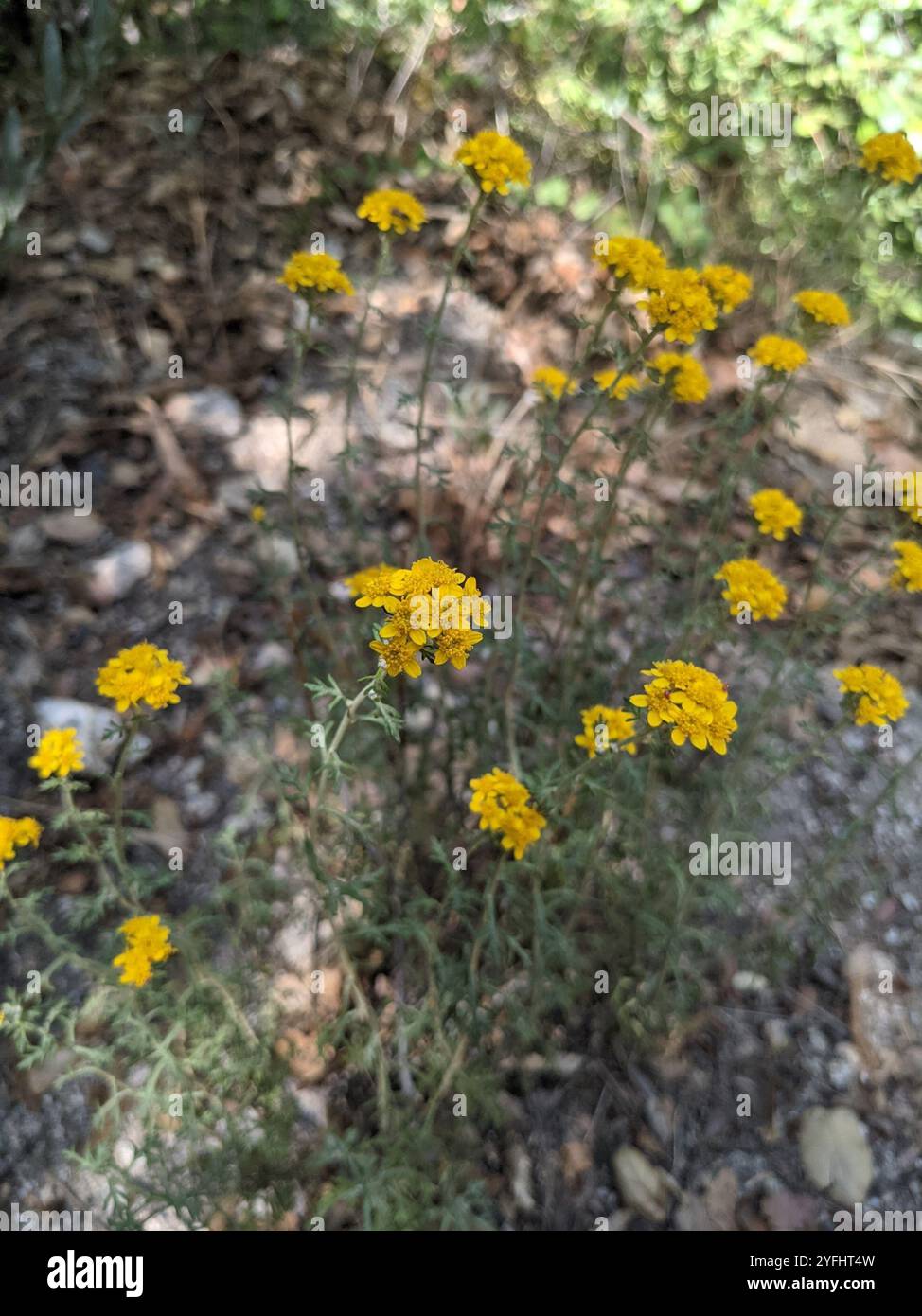 Golden Yarrow (Eriophyllum confertiflorum Stock Photo - Alamy