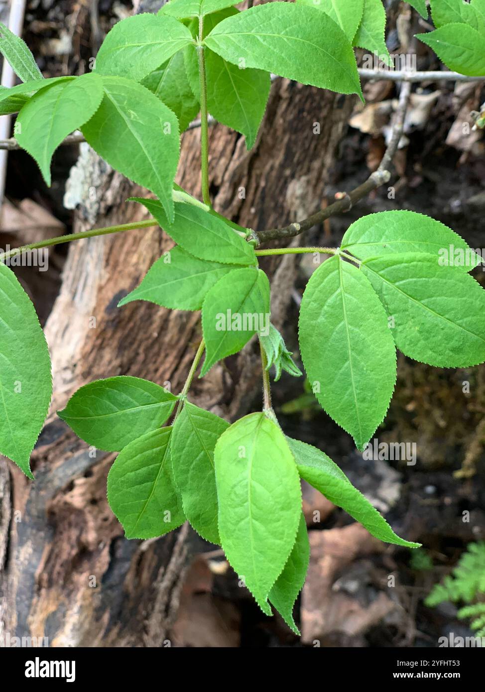 American bladdernut (Staphylea trifolia Stock Photo - Alamy