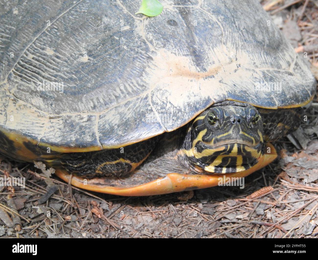 Eastern River Cooter (Pseudemys concinna concinna Stock Photo - Alamy