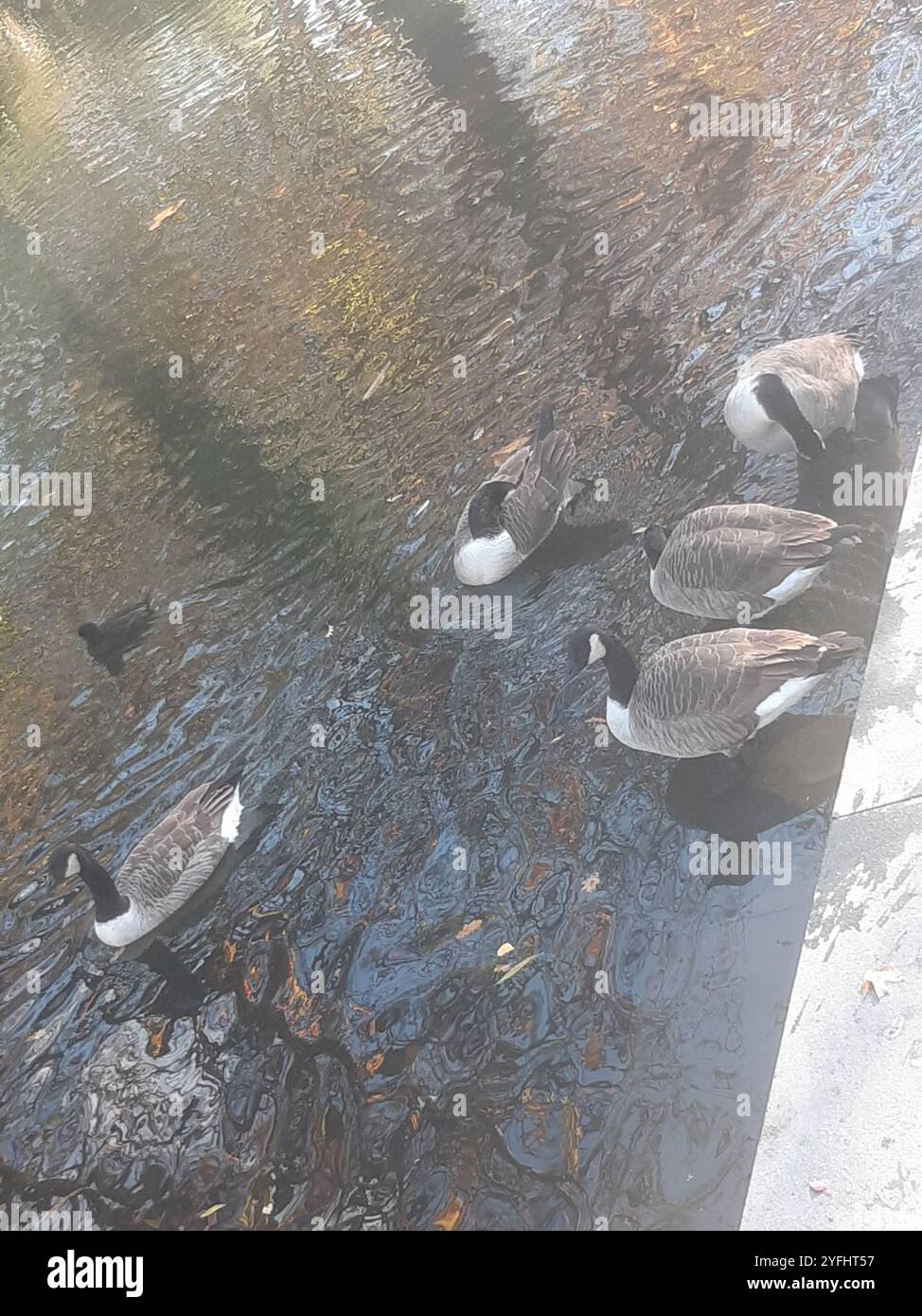 Giant Canada Goose (Branta canadensis maxima Stock Photo - Alamy