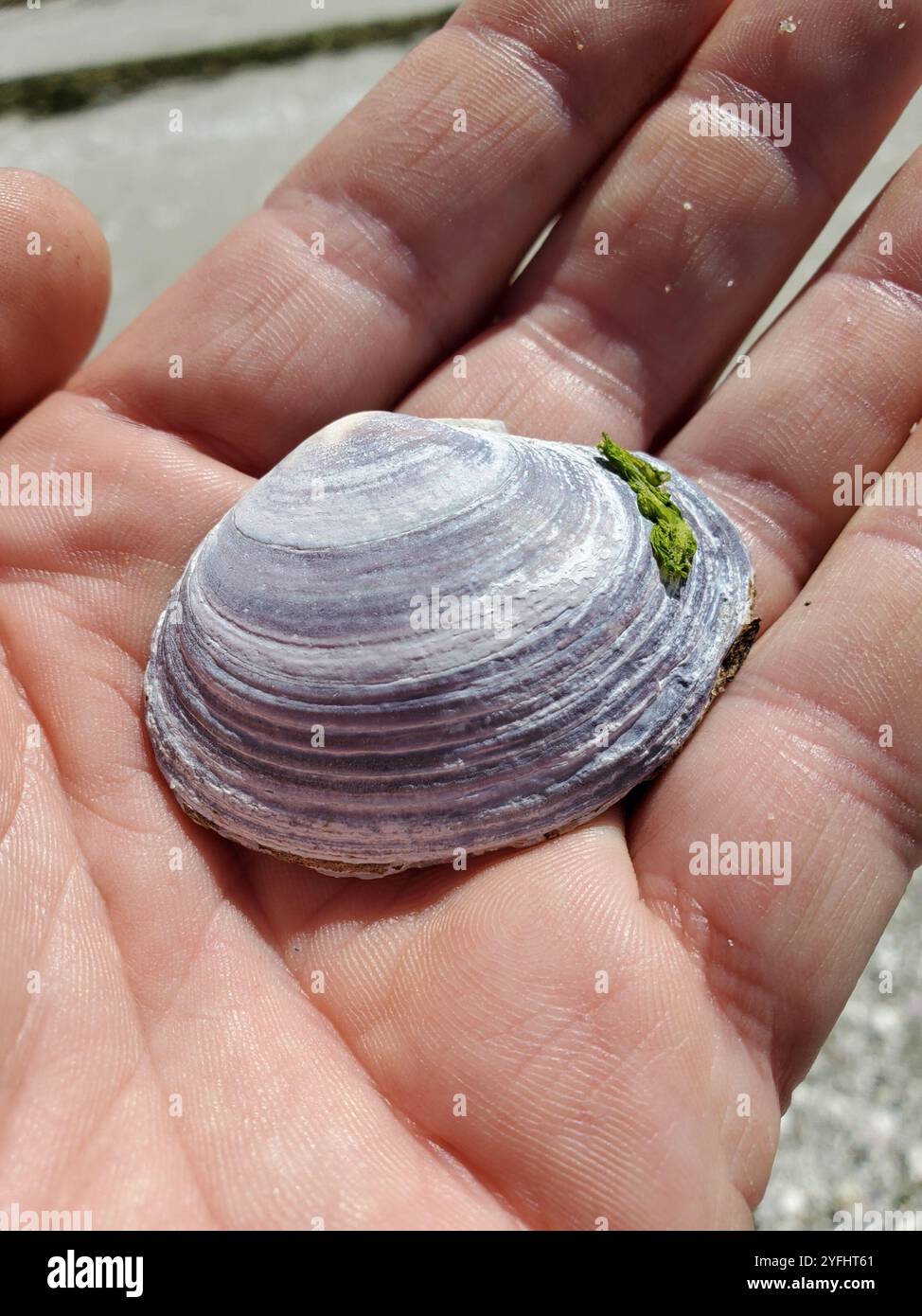 Purple Mahogany Clam (Nuttallia obscurata Stock Photo - Alamy