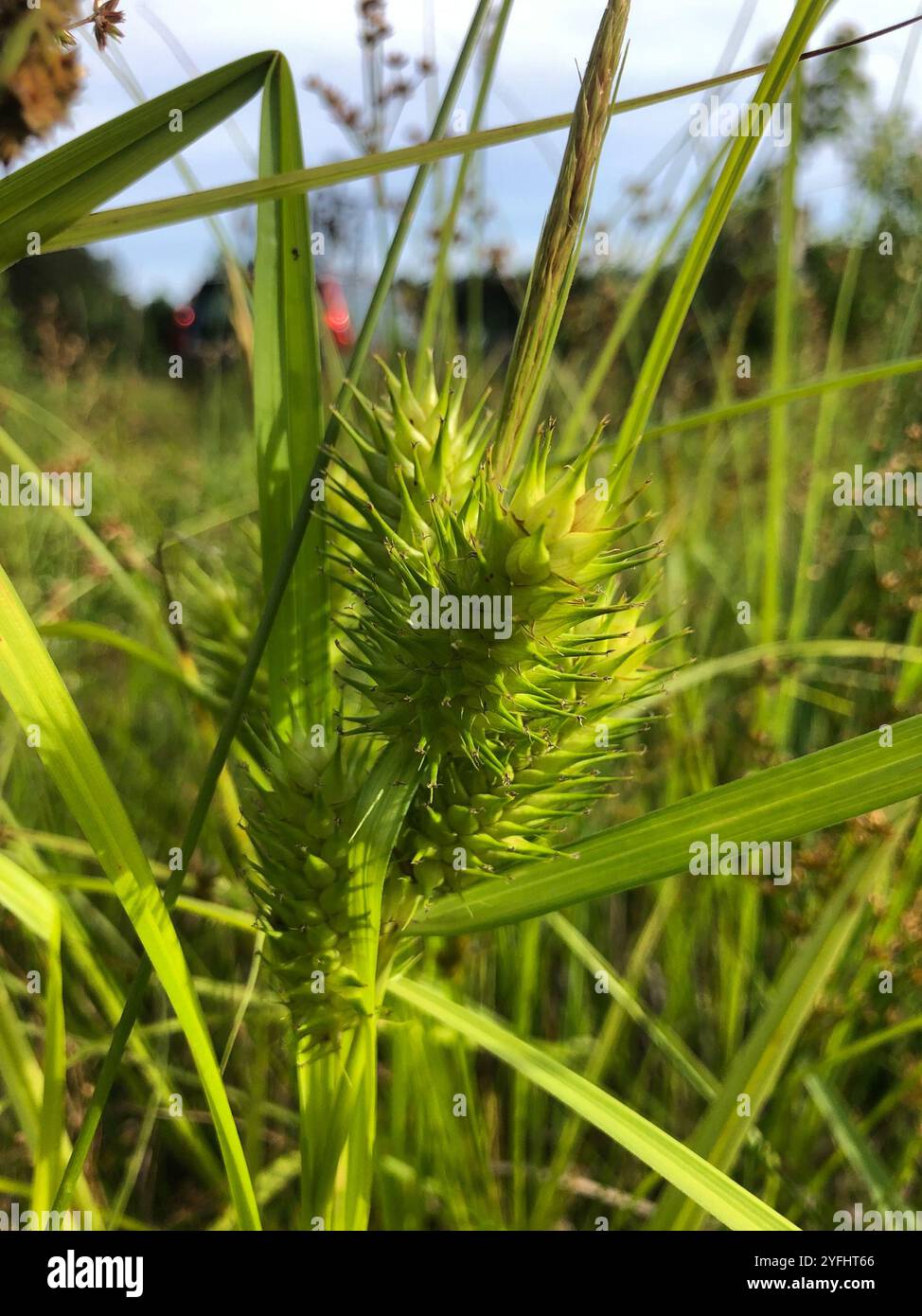 hop sedge (Carex lupulina Stock Photo - Alamy