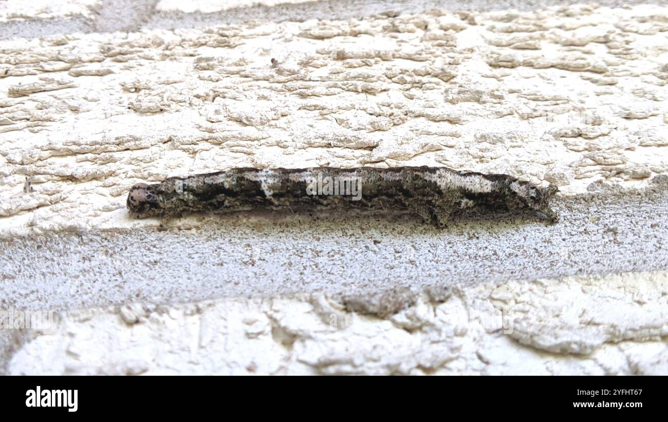 Live Oak Metria Moth (Metria amella Stock Photo - Alamy