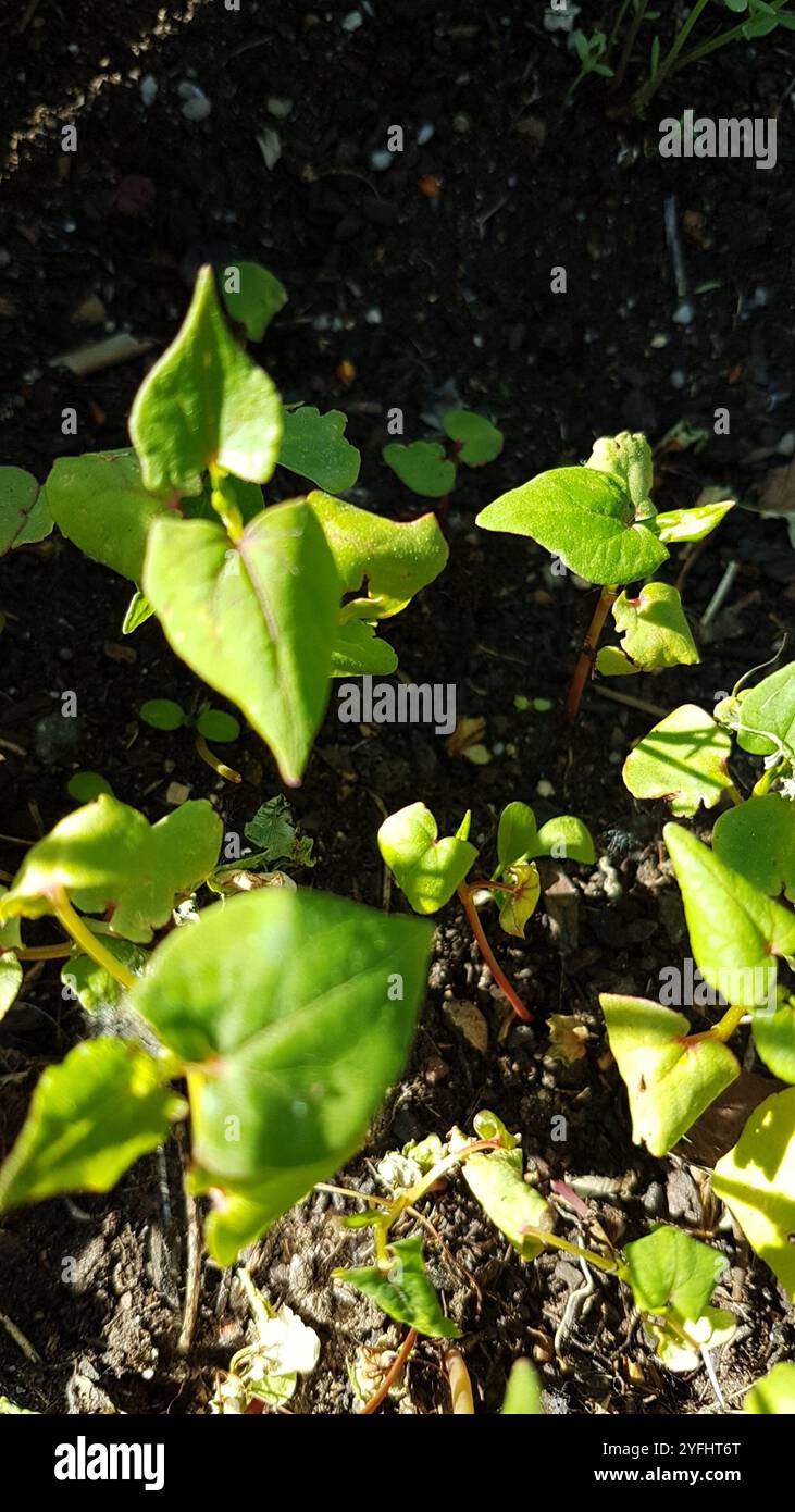 Common Buckwheat (Fagopyrum esculentum Stock Photo - Alamy