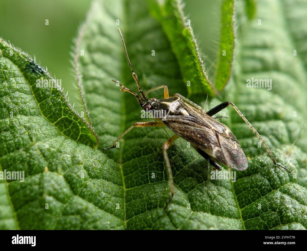 handsome plant bug (Harpocera thoracica Stock Photo - Alamy