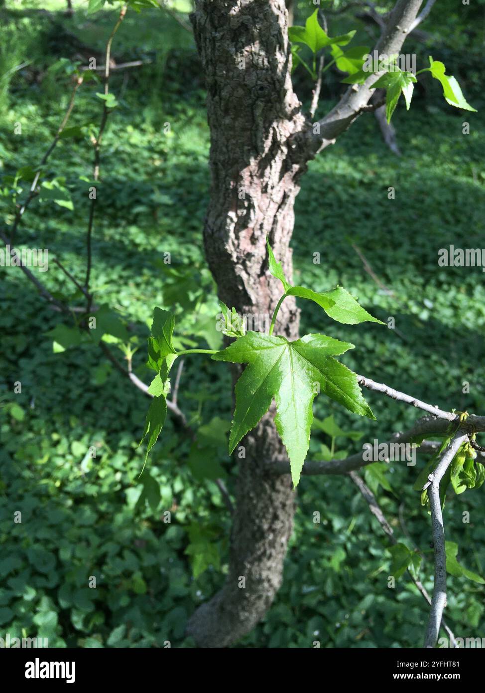 American sweetgum (Liquidambar styraciflua Stock Photo - Alamy