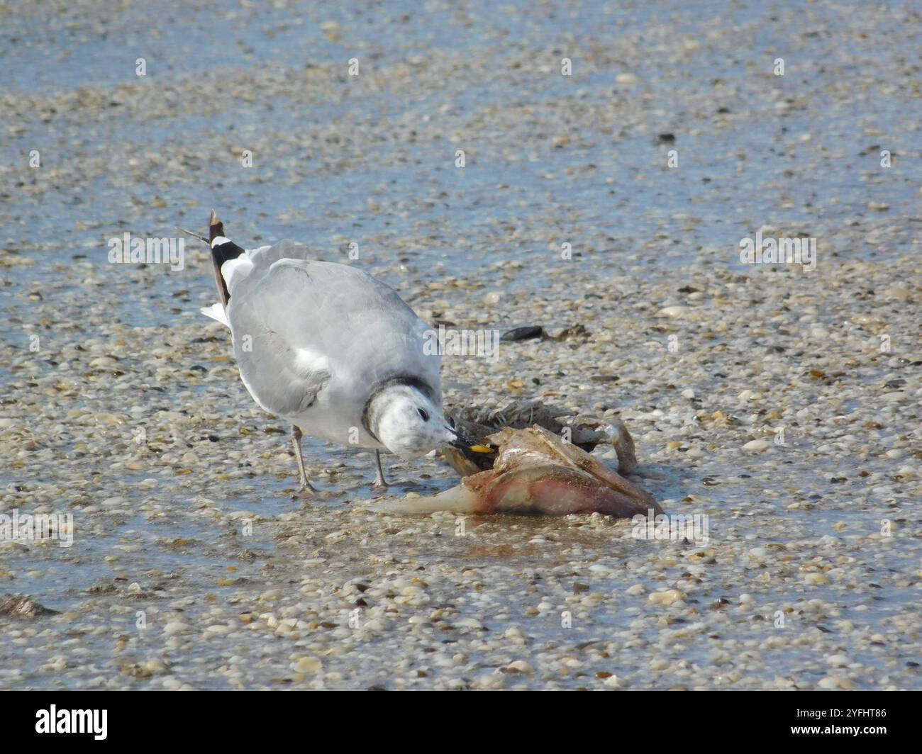 Sabine's Gull (Xema sabini Stock Photo - Alamy