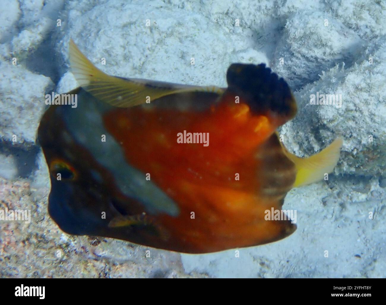 Whitespotted Filefish (Cantherhines macrocerus Stock Photo - Alamy