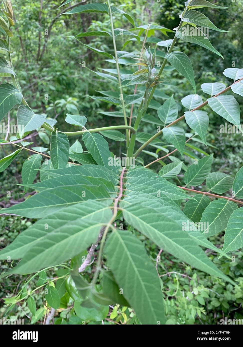 tree-of-heaven (Ailanthus altissima Stock Photo - Alamy