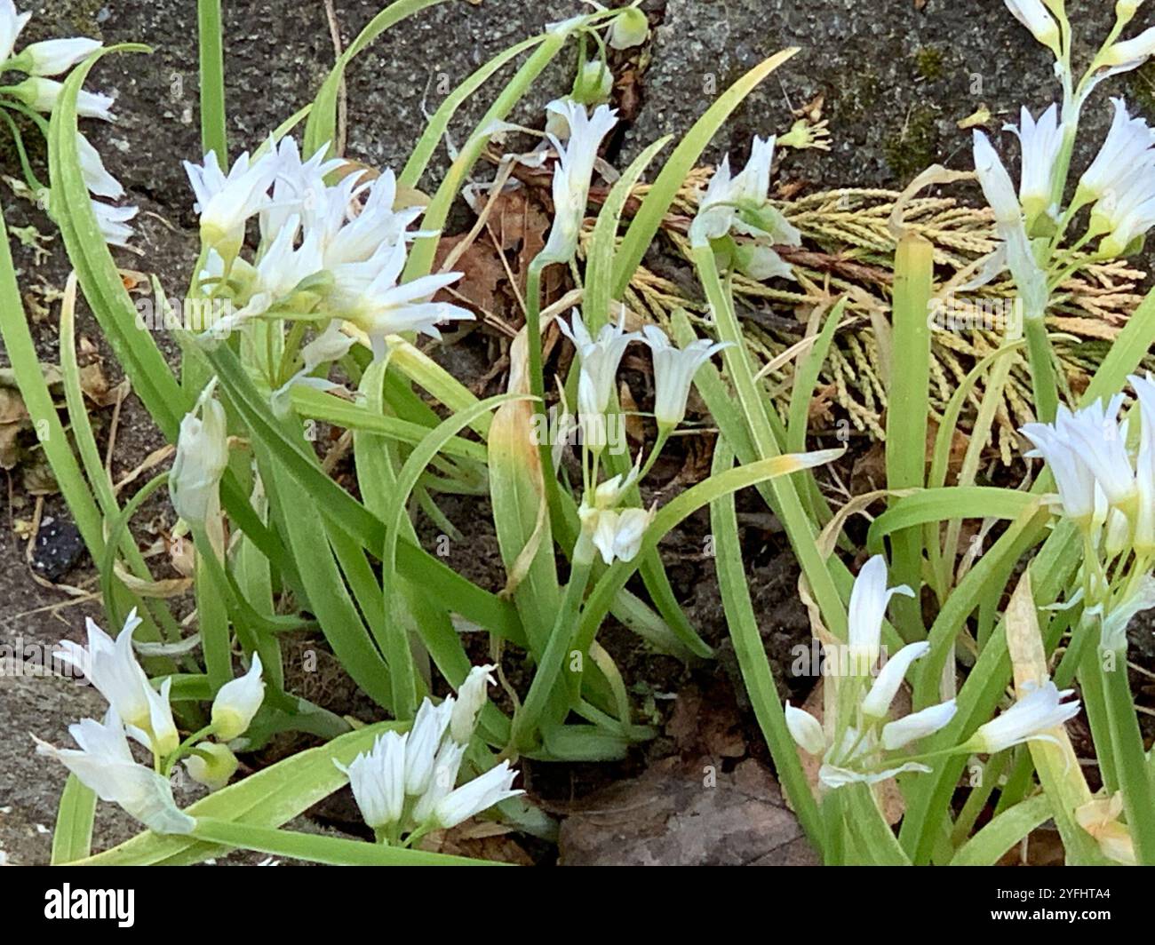 Three cornered garlic hi-res stock photography and images - Alamy