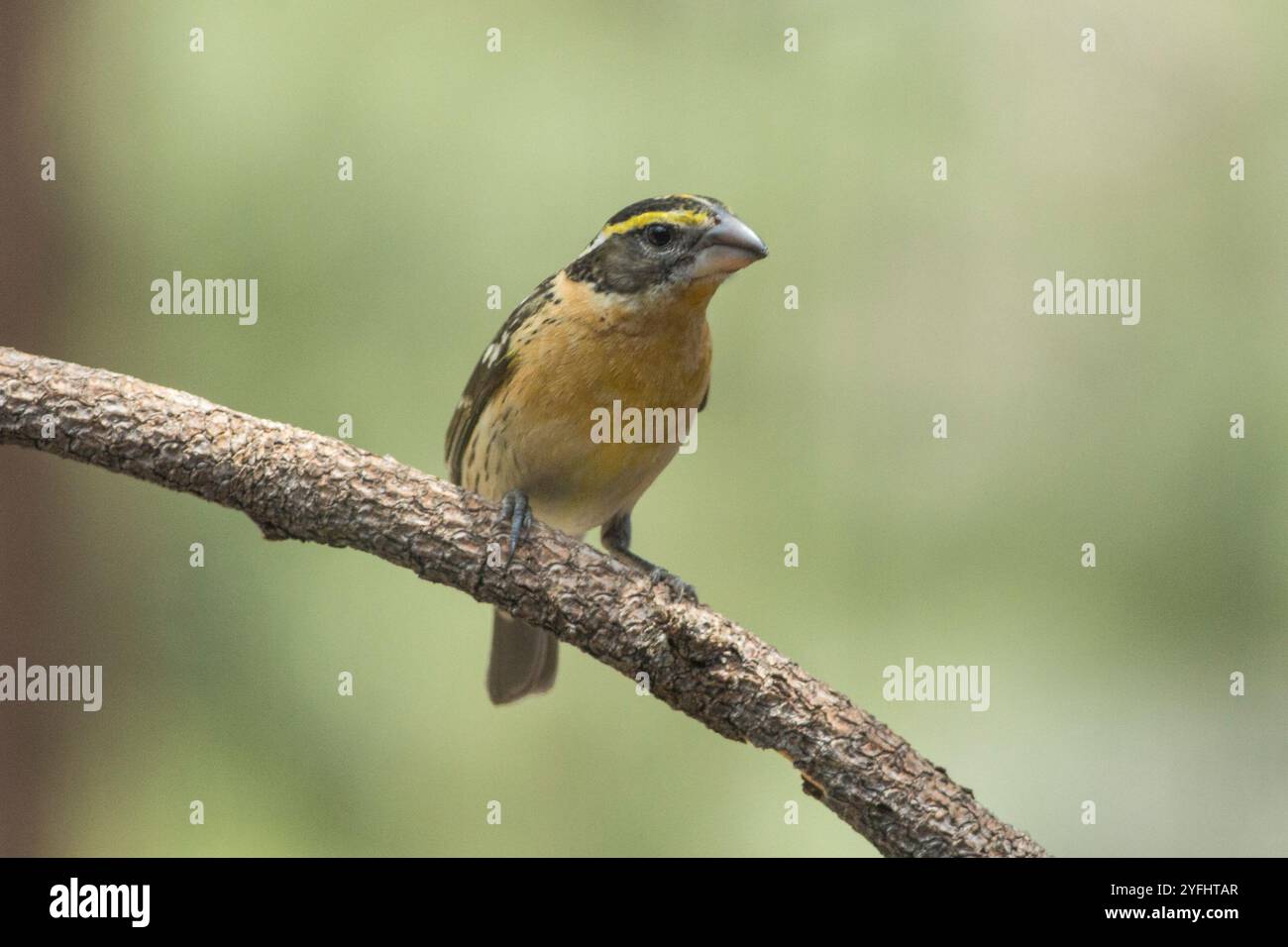 Black-headed Grosbeak (Pheucticus melanocephalus Stock Photo - Alamy