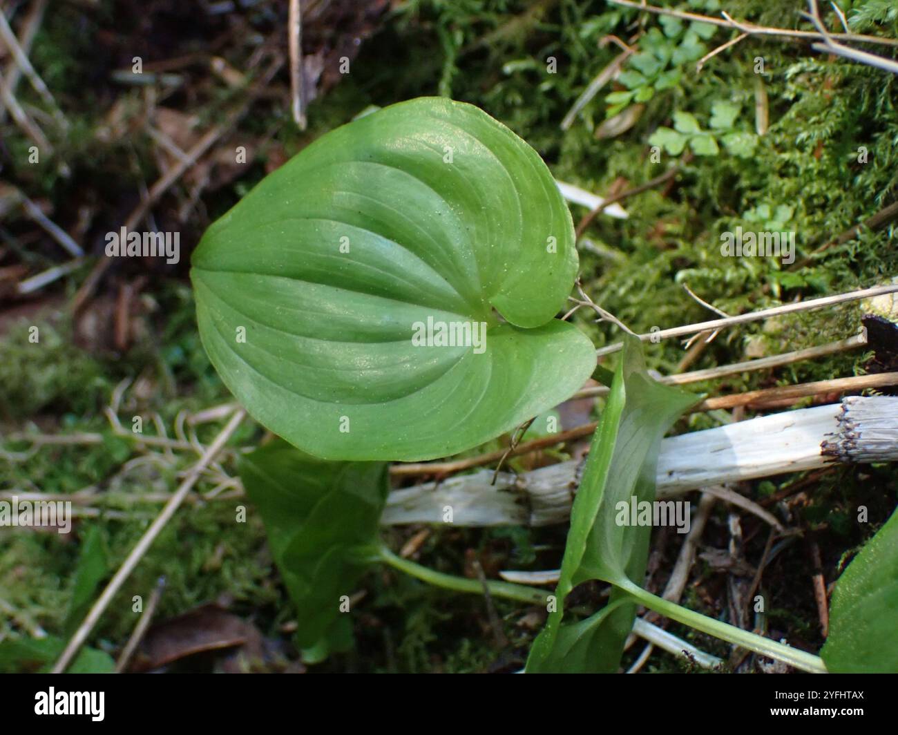 Western Lily of the Valley (Maianthemum dilatatum Stock Photo - Alamy