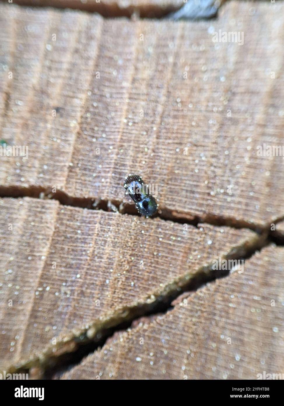 Xylosandrus germanus hi-res stock photography and images - Alamy