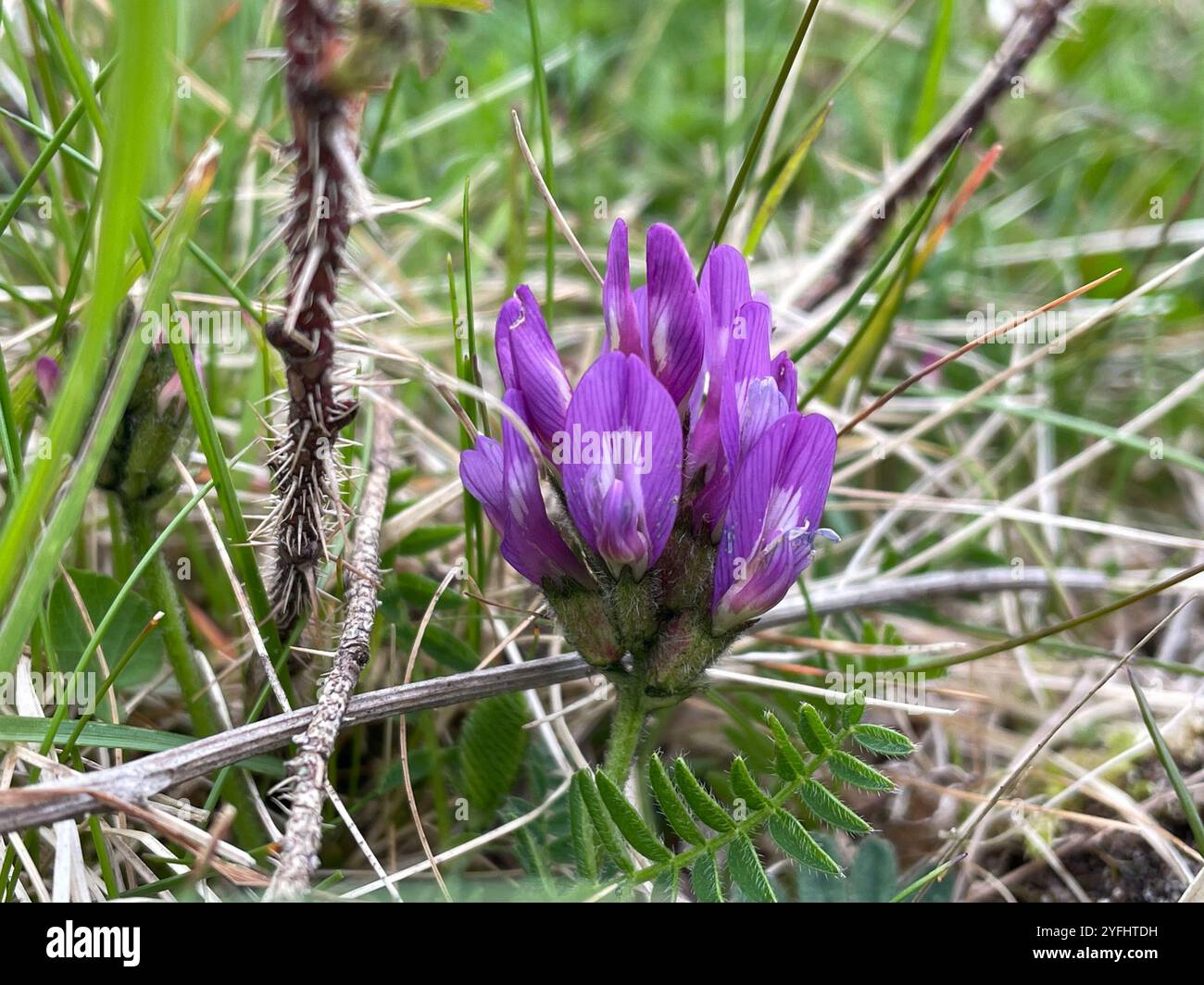 Purple Milk-vetch (Astragalus danicus Stock Photo - Alamy