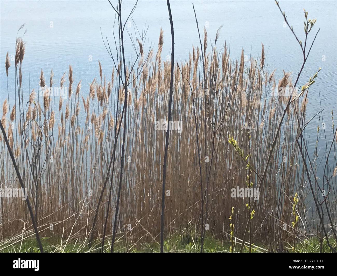 European reed (Phragmites australis australis Stock Photo - Alamy