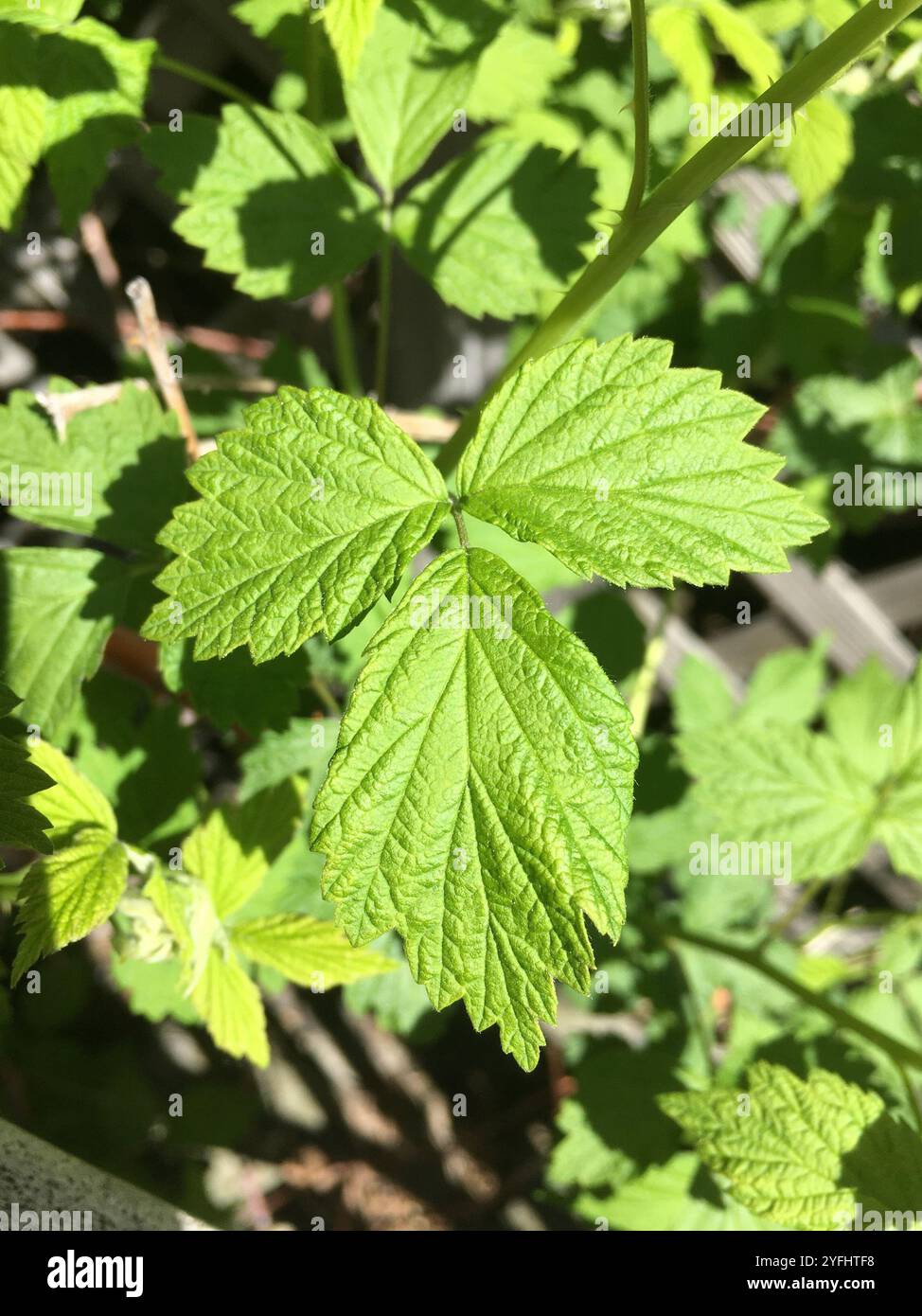black raspberry (Rubus occidentalis Stock Photo - Alamy